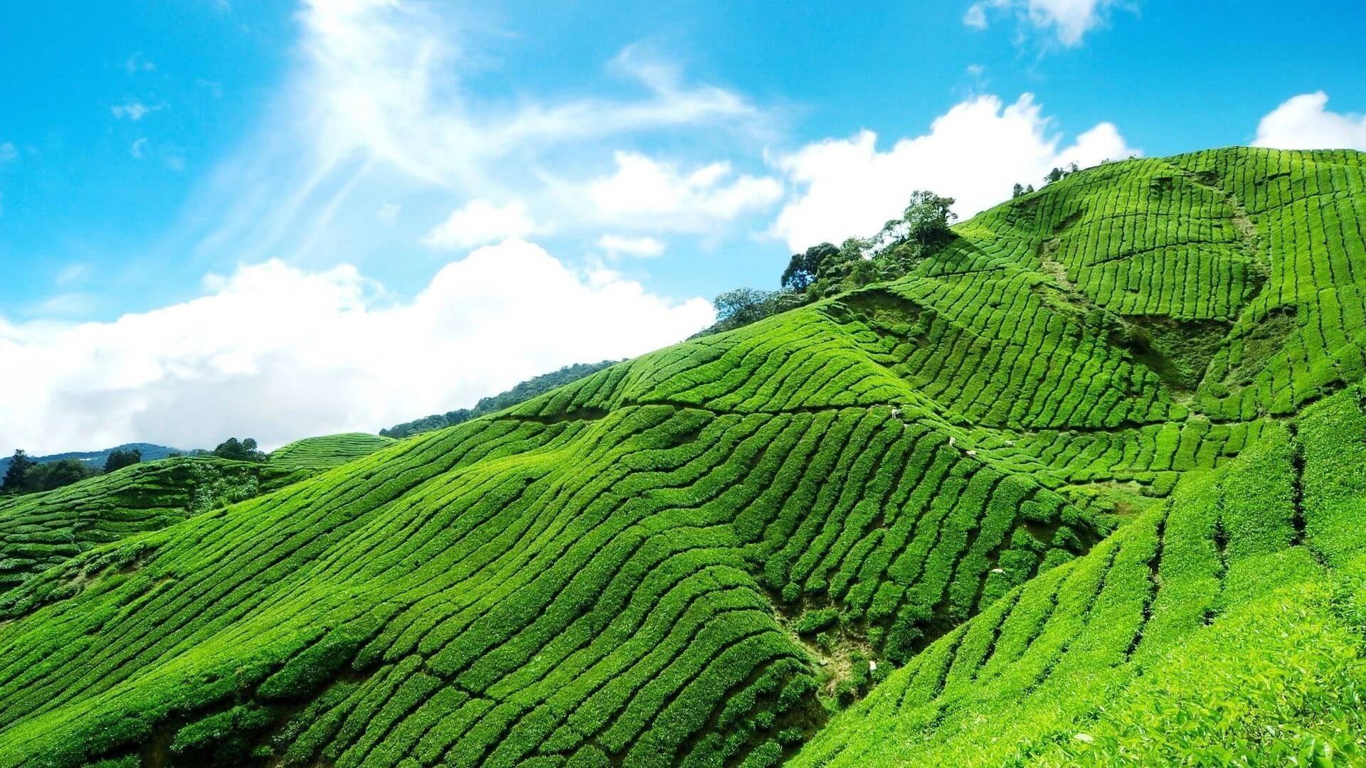 3 Days Munnar Holiday Packages